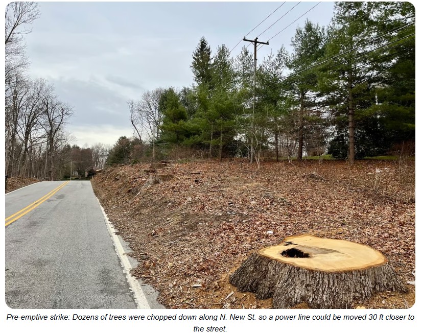 Eminent Domain’s Role in the Axing of Dozen of New St. Trees Explained ...